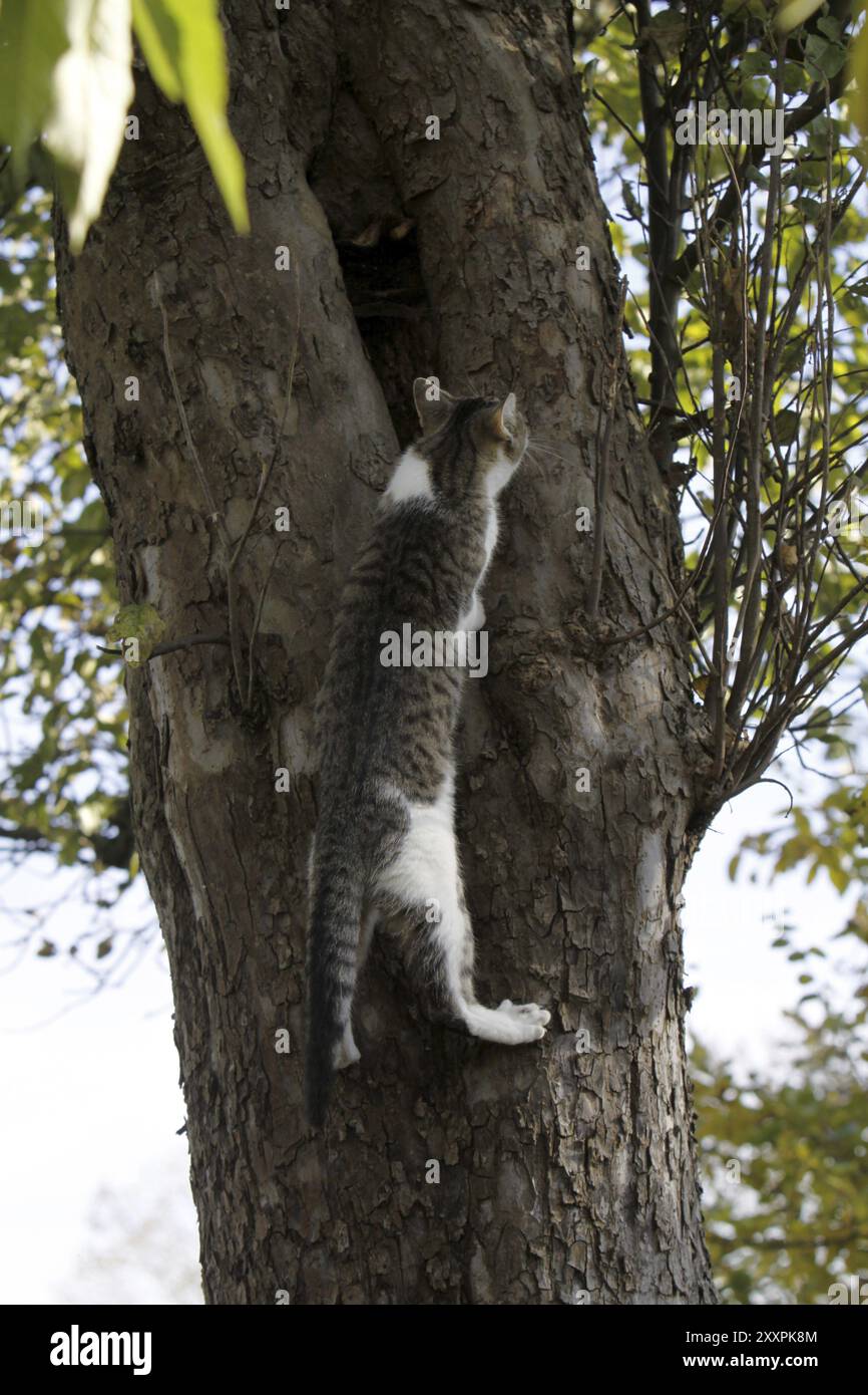 Climbing cat on a tree Stock Photo - Alamy