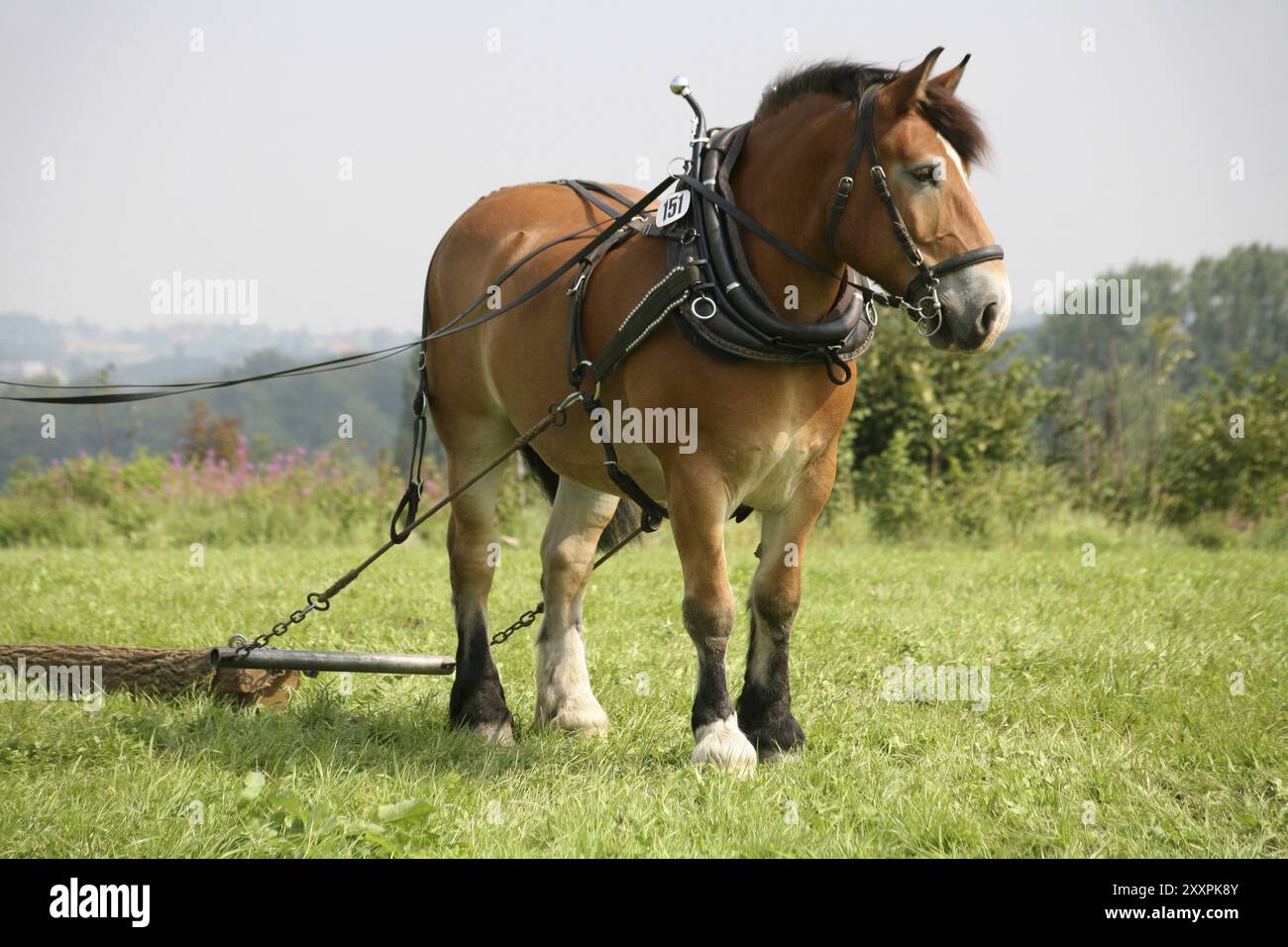 Horse logger hi-res stock photography and images - Alamy