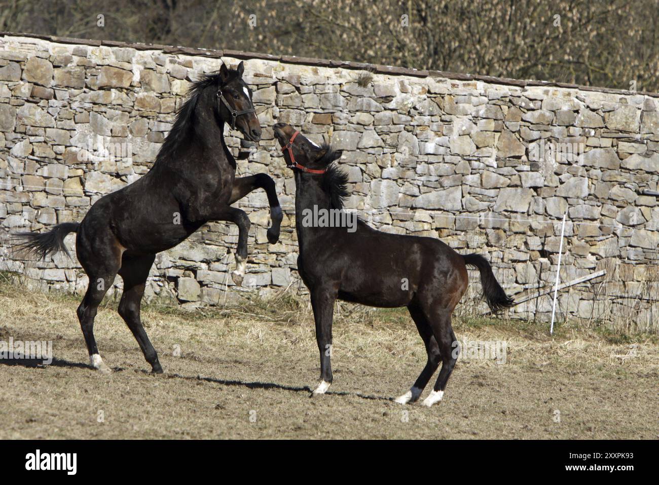 Fighting Trakehner yearlings Stock Photo - Alamy