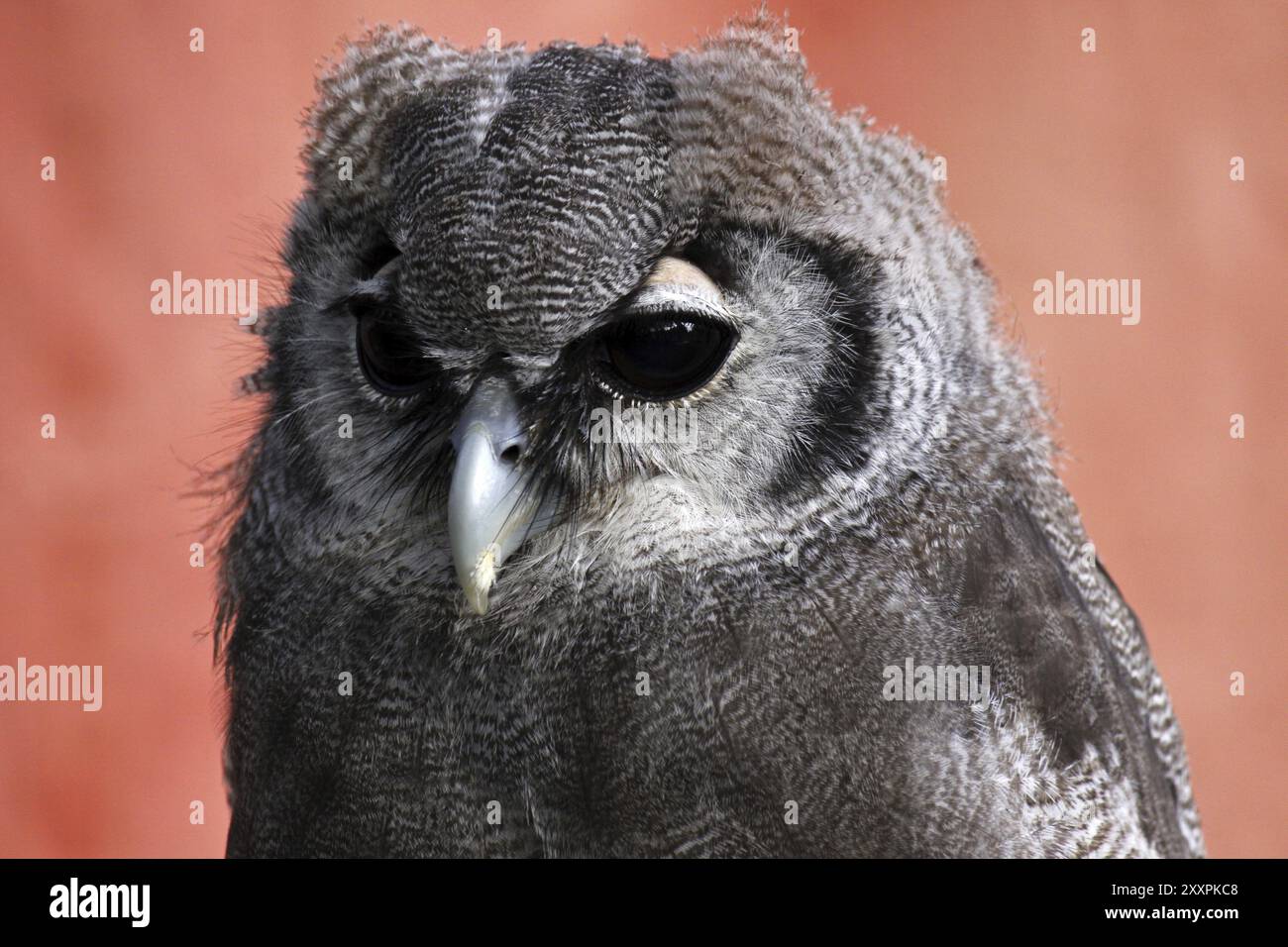 Milk eagle owl bubo hi-res stock photography and images - Alamy