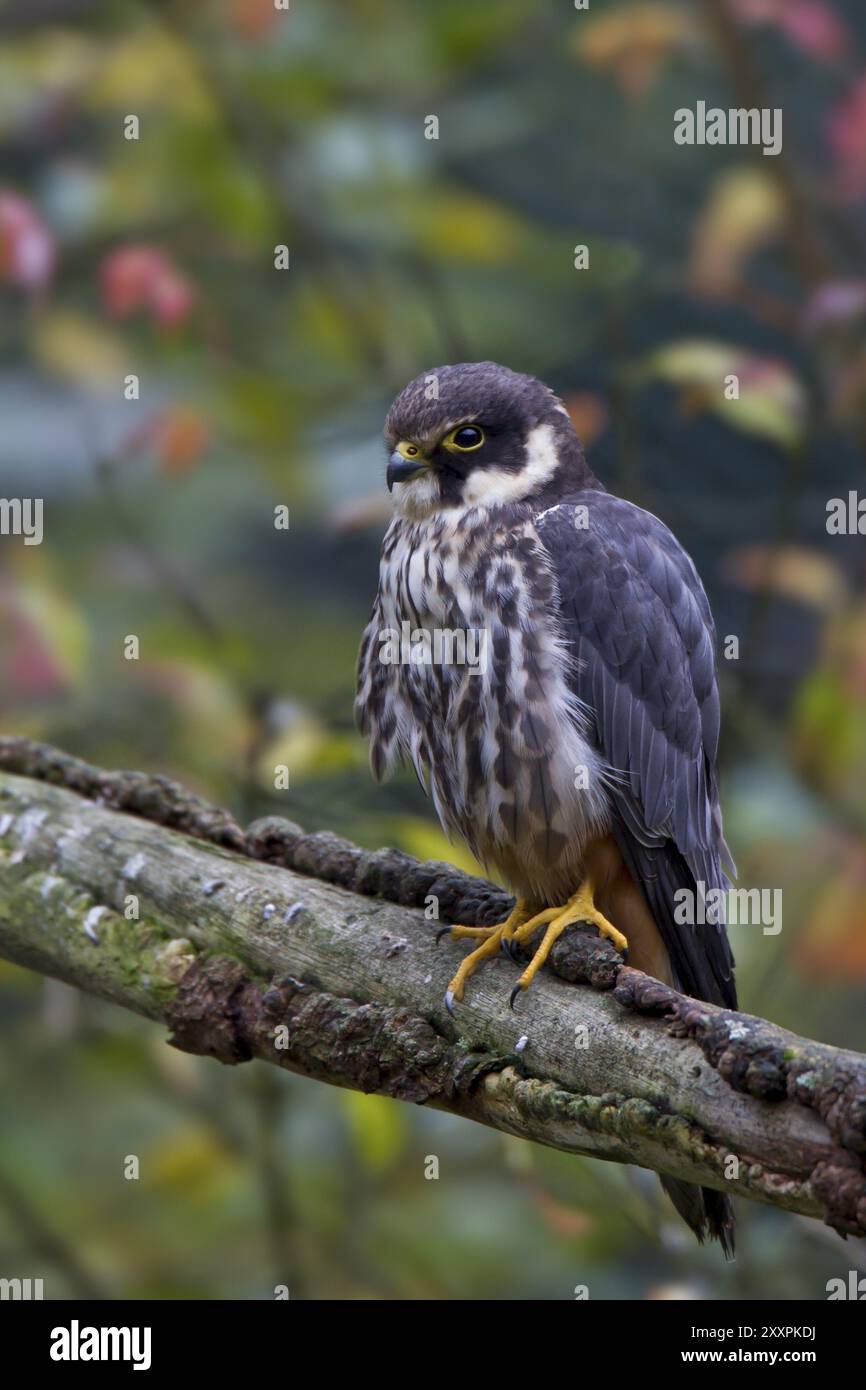 Eurasian Hobby, Falco subbuteo Stock Photo - Alamy