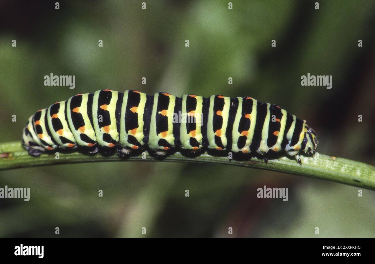 Swallowtail, Caterpillar, Papilio machaon, Common Yellow Swallowtail, Caterpillar Stock Photo ...