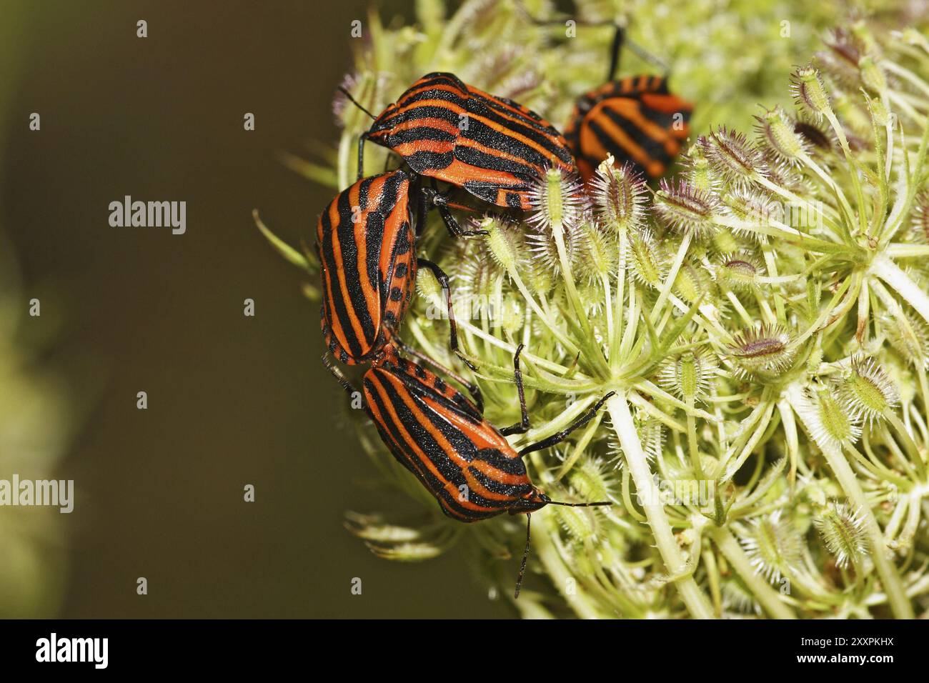 Stripe bug, Graphosoma lineatum, shield bug Stock Photo - Alamy