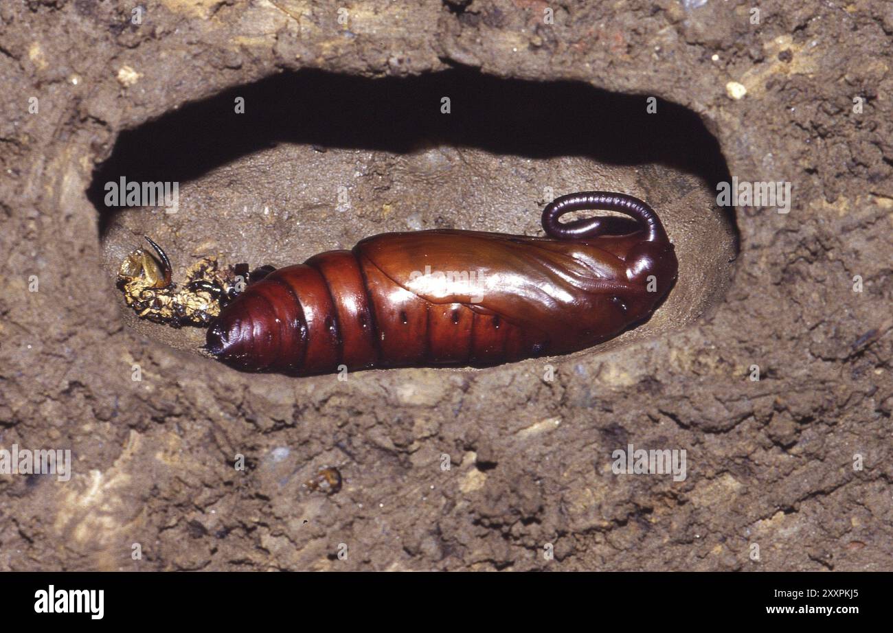 Hawk-moth pupa, Agrius convolvuli, Convolvulus Hawk-moth cocoon Stock ...