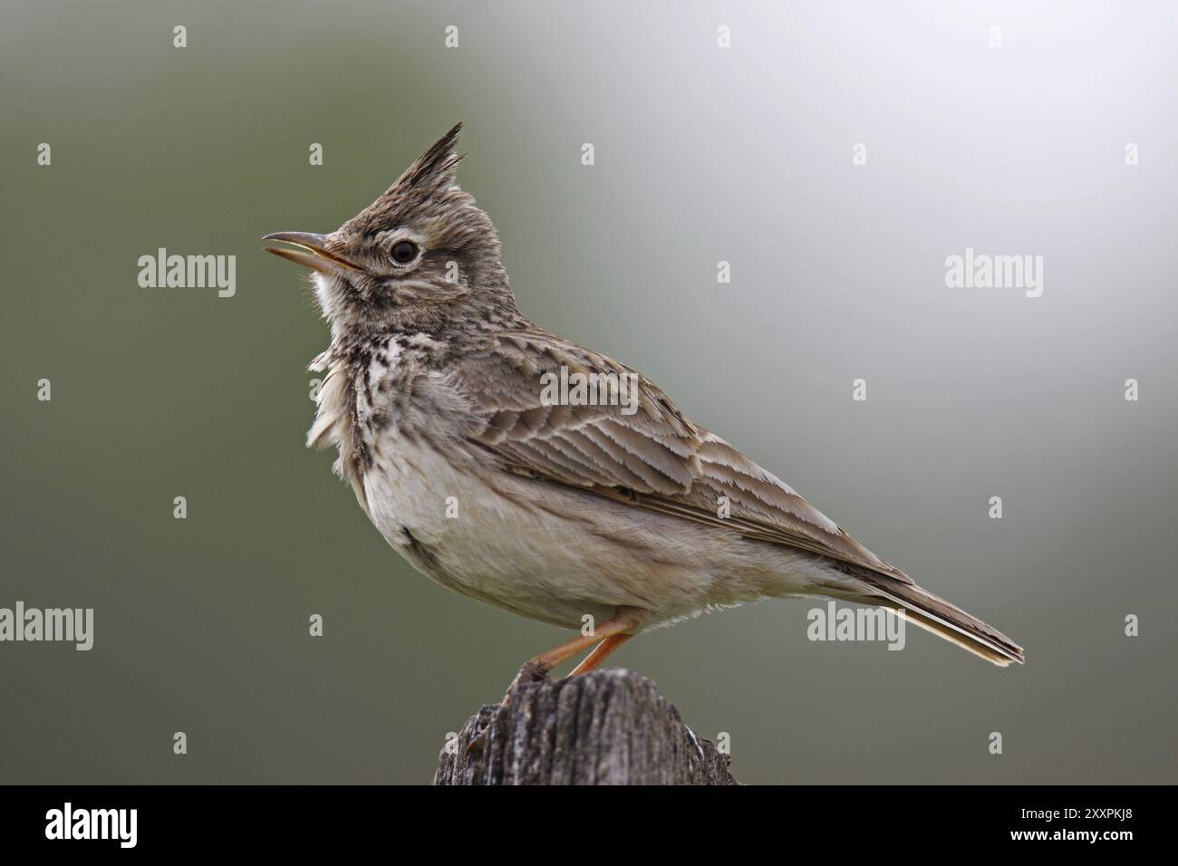 Crested lark, Galerida cristata, crested lark Stock Photo - Alamy