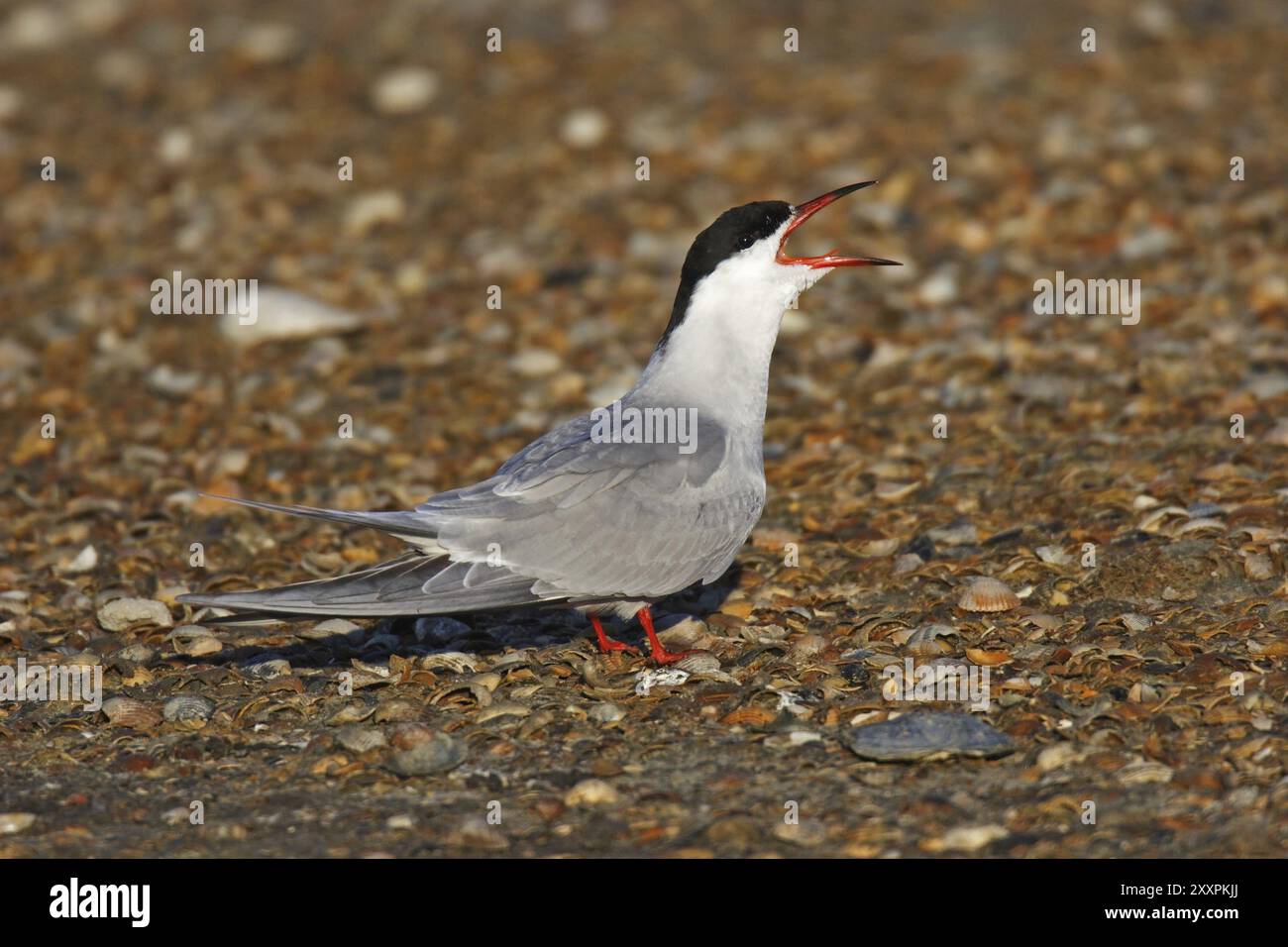 Common Tern, Sterna hirundo, common tern Stock Photo - Alamy