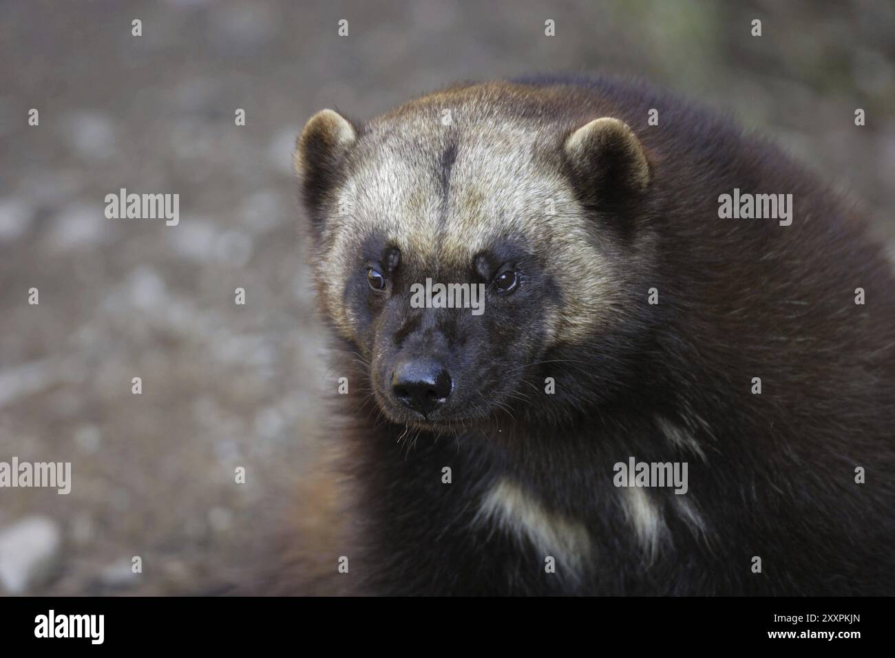 Wolverine animal with prey hi-res stock photography and images - Alamy