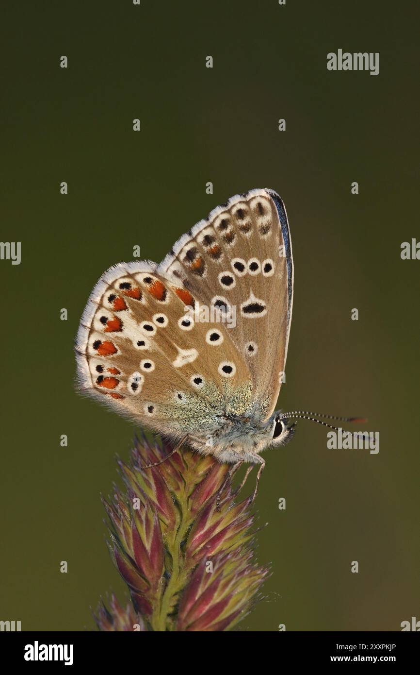 Adonis blue, Polyommatus bellargus or Lysandra bellargus, Adonis blue ...