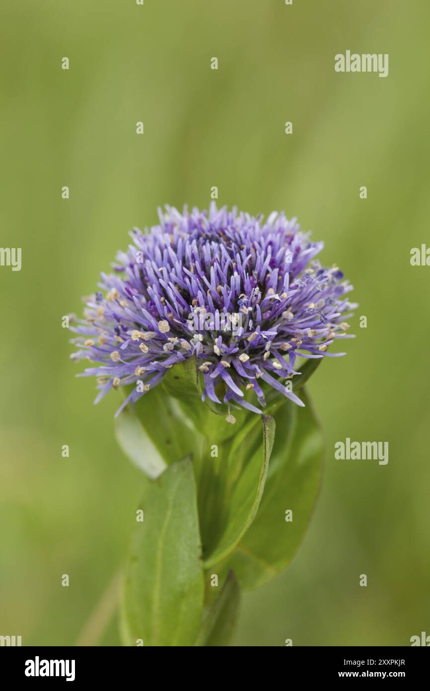 Ball flower hi-res stock photography and images - Alamy
