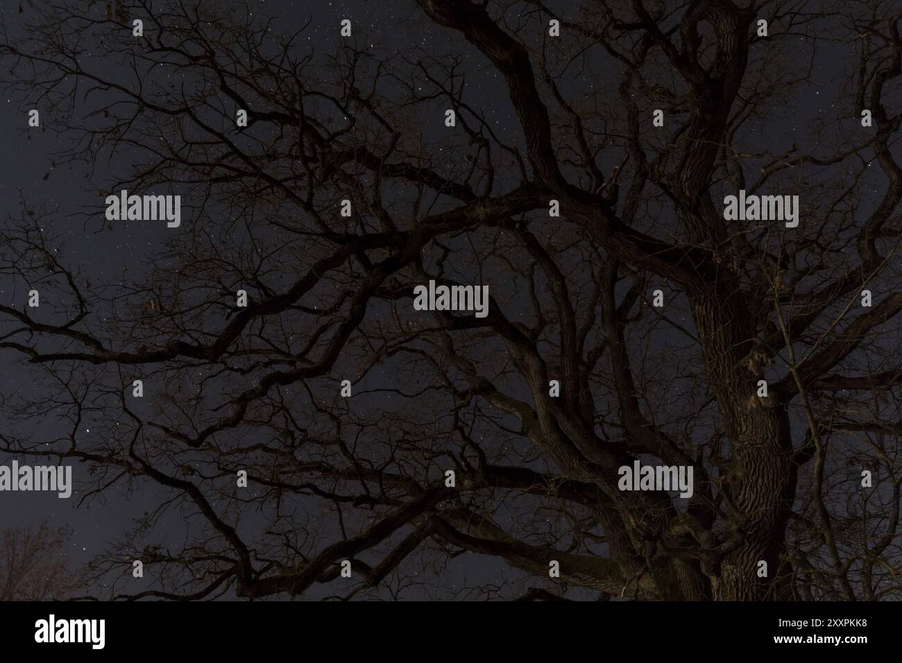 Old oak by night, Old oak at night Stock Photo - Alamy