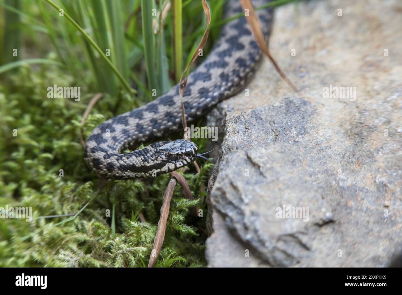 Adder, Vipera berus, common European adder Stock Photo - Alamy