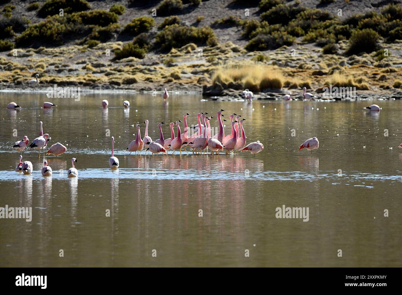 fauna at the Atacama desert Stock Photo - Alamy