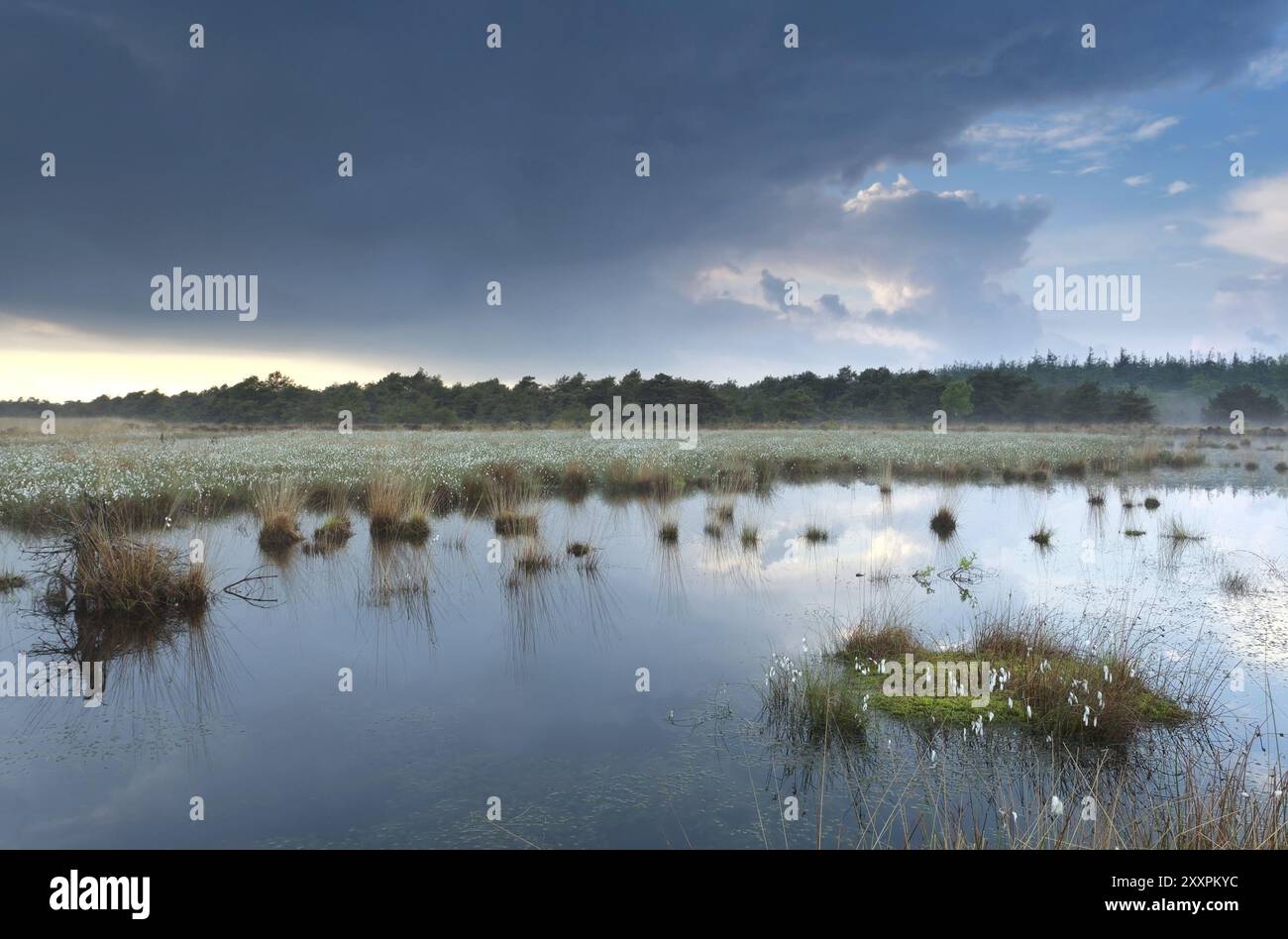 Cloudy rainy sky reflected in swamp water, Netherlands Stock Photo - Alamy