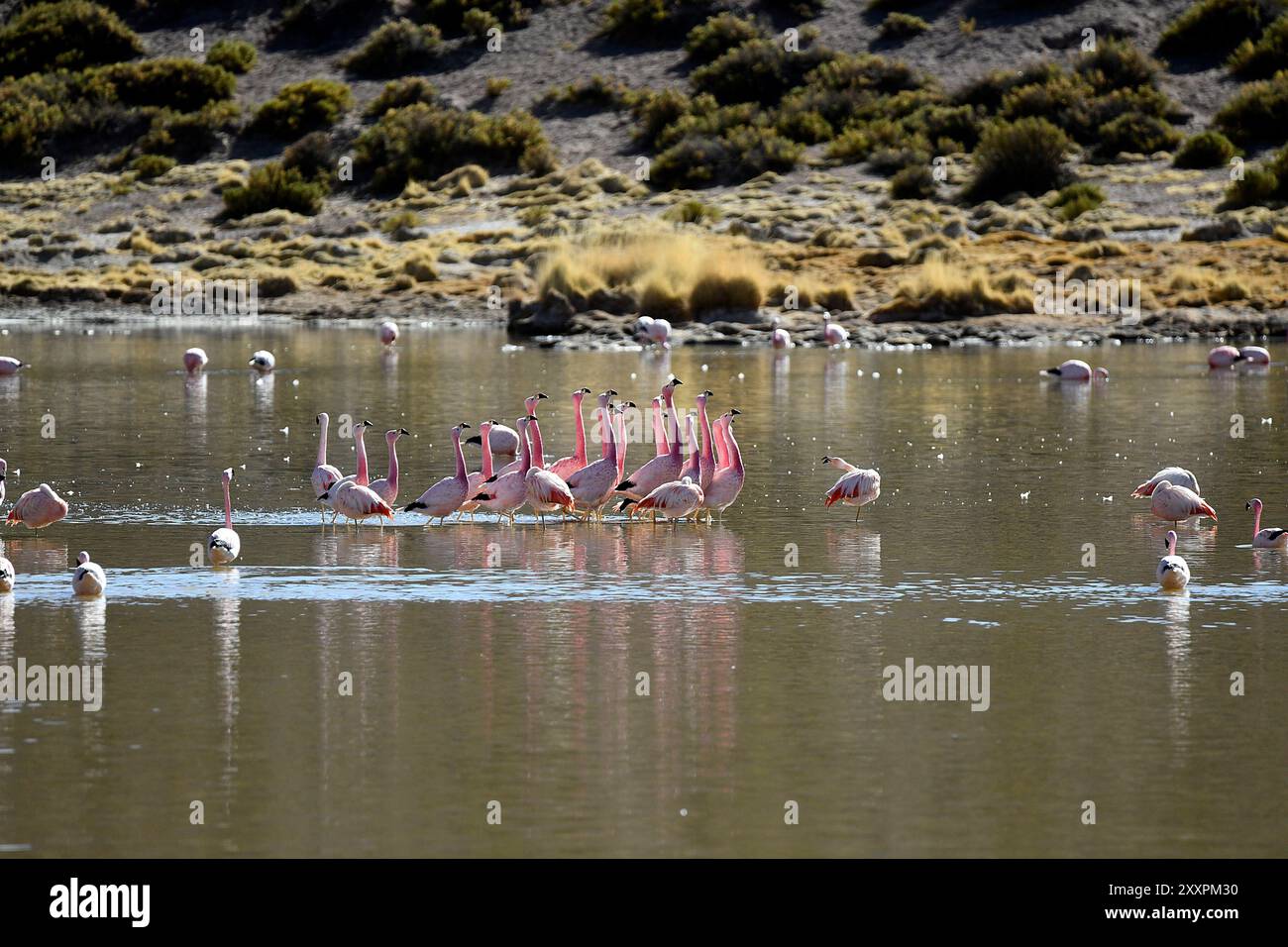 fauna at the Atacama desert Stock Photo - Alamy