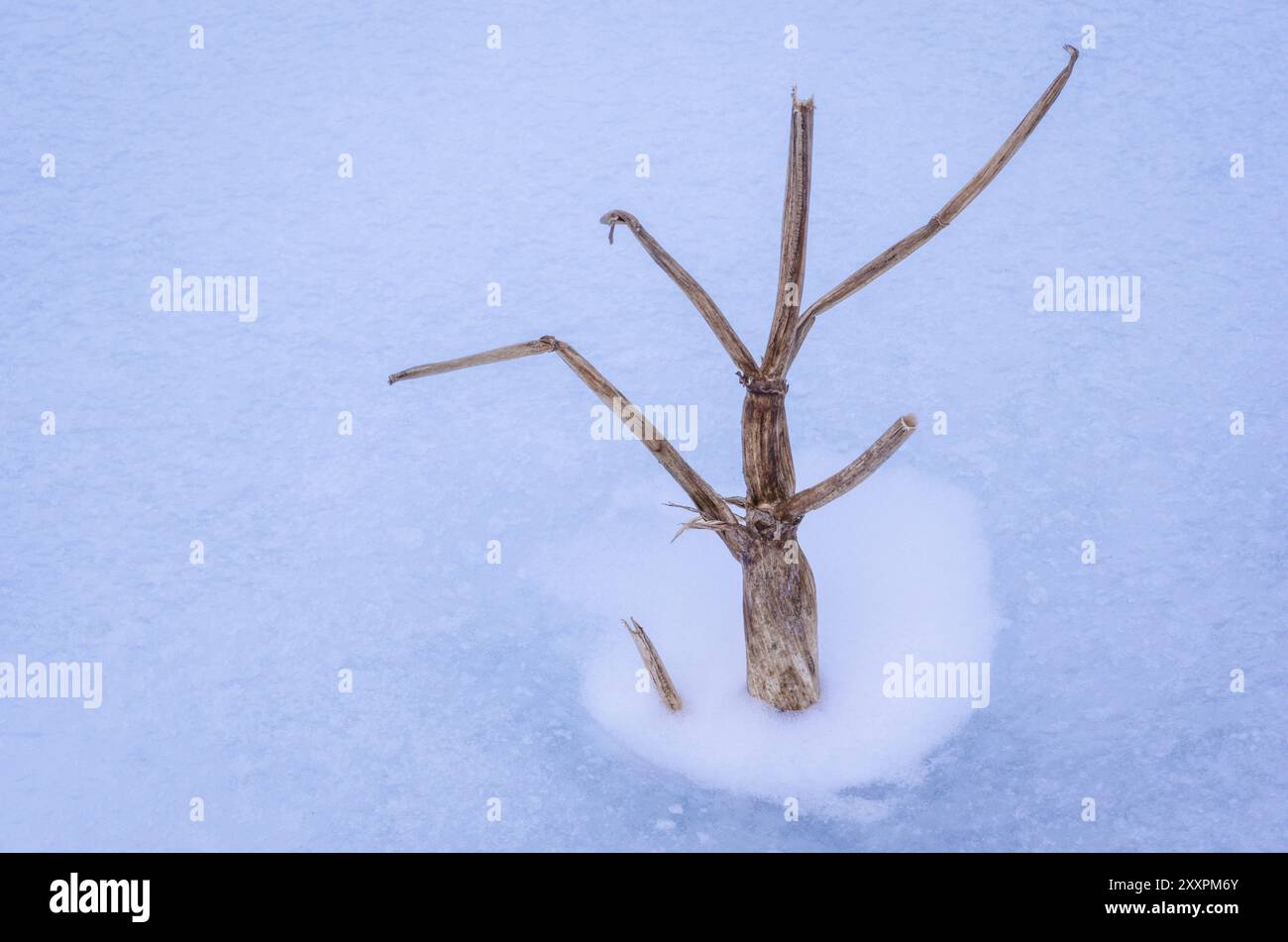 Skeleton of a dead cone plant in the ice, Hedmark Fylke, Norway, March ...