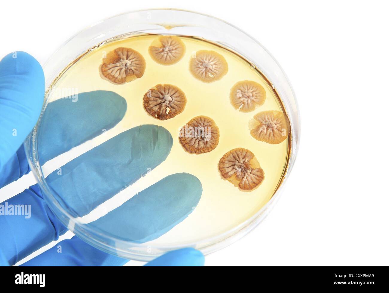 Fungi microorganisms on agar plate in laboratory on white background ...
