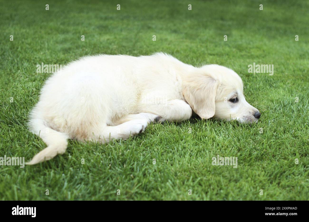 Golden retiever labrador puppy on the green grass Stock Photo - Alamy