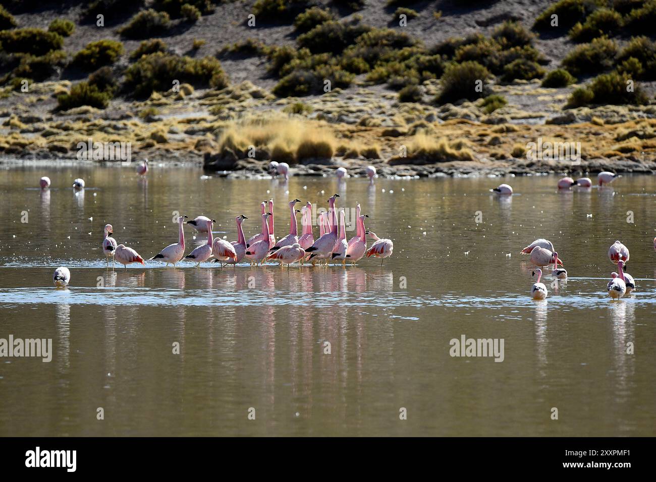 fauna at the Atacama desert Stock Photo - Alamy