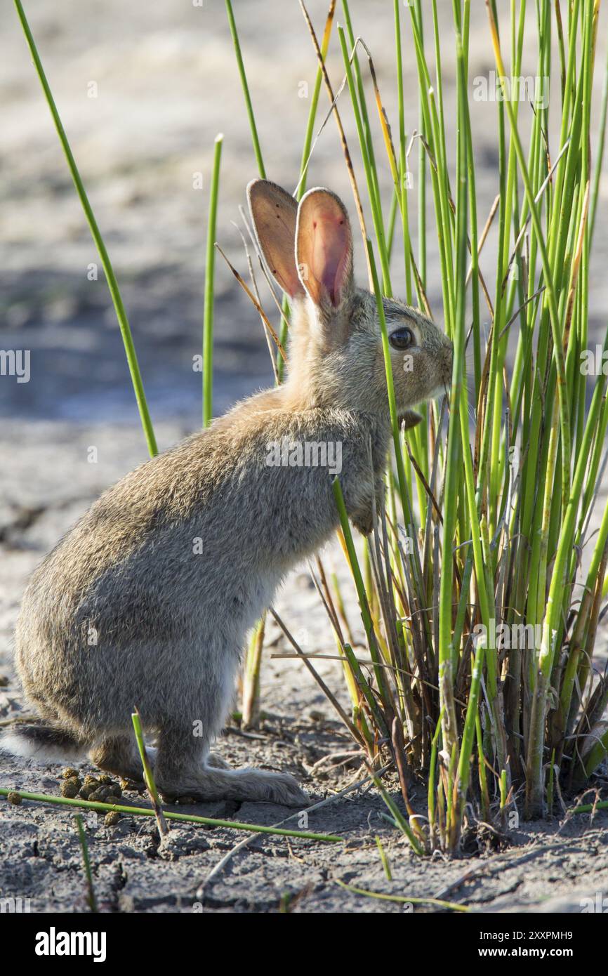 Wild rabbit, Oryctolagus cuniculus Stock Photo - Alamy