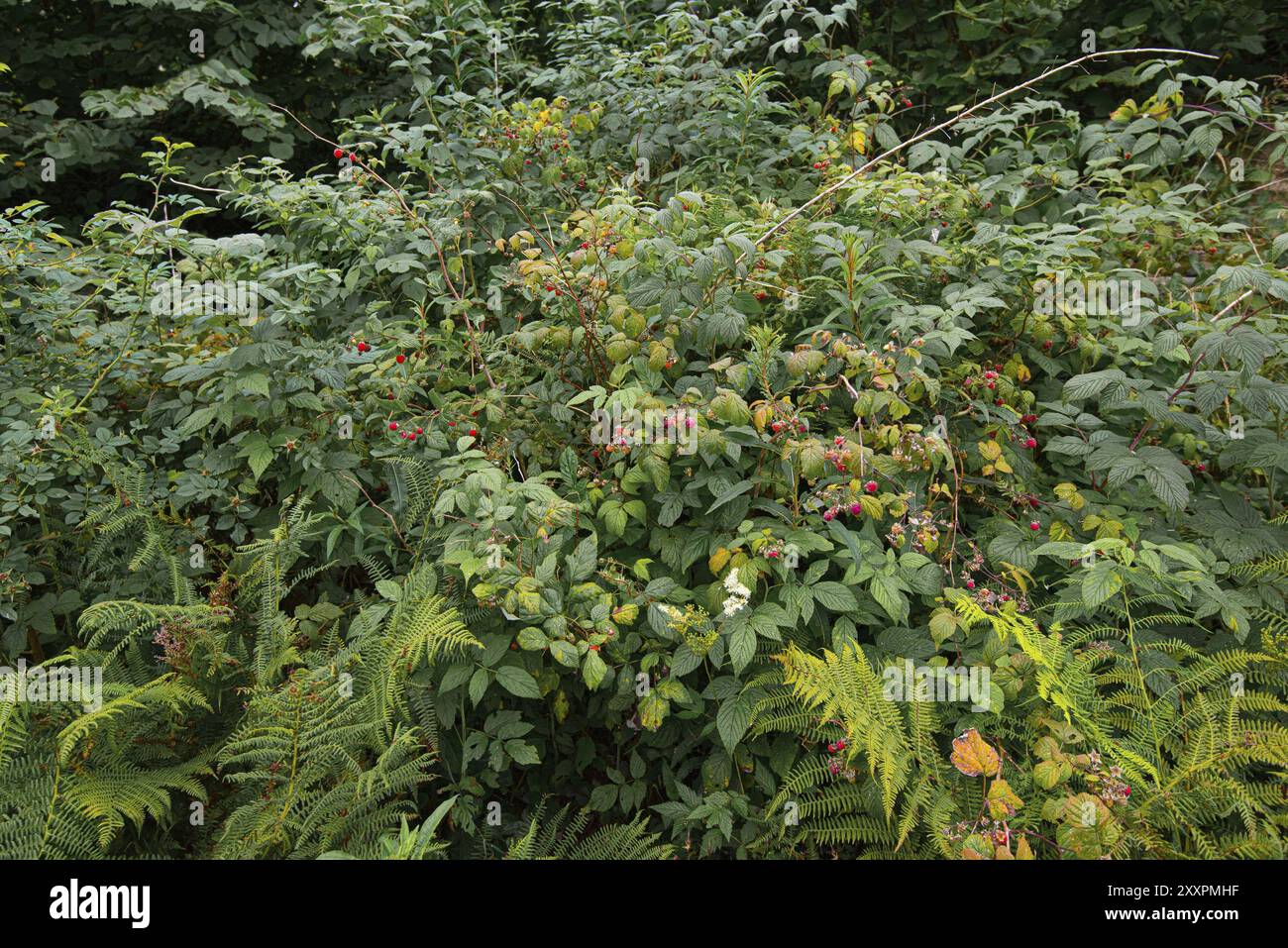 Empty clearing hi-res stock photography and images - Alamy