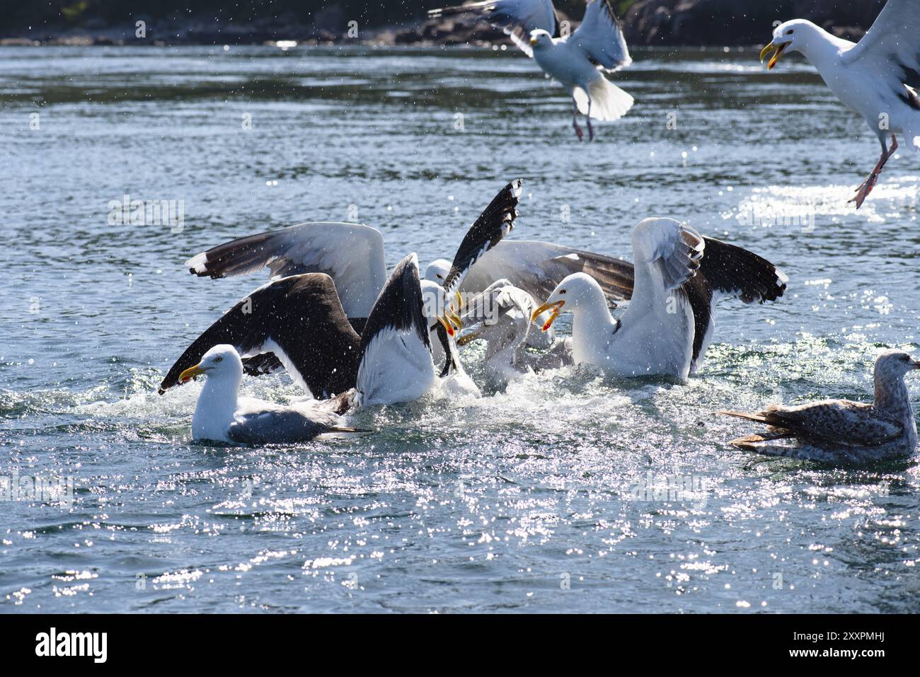 Gulls fighting in water hi-res stock photography and images - Alamy