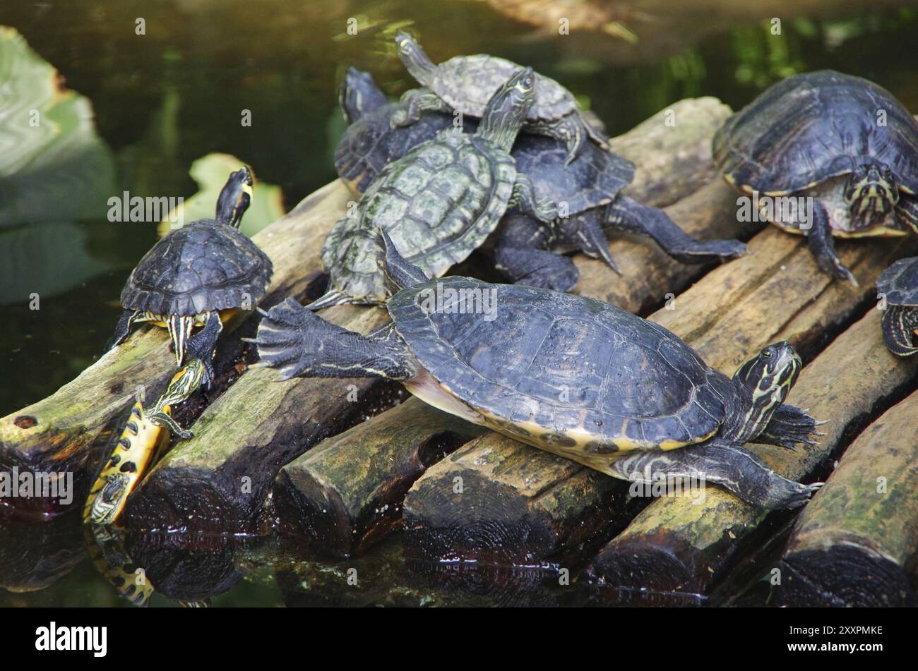 Peninsula tortoises, Pseudemys peninsularis in a pond Stock Photo - Alamy