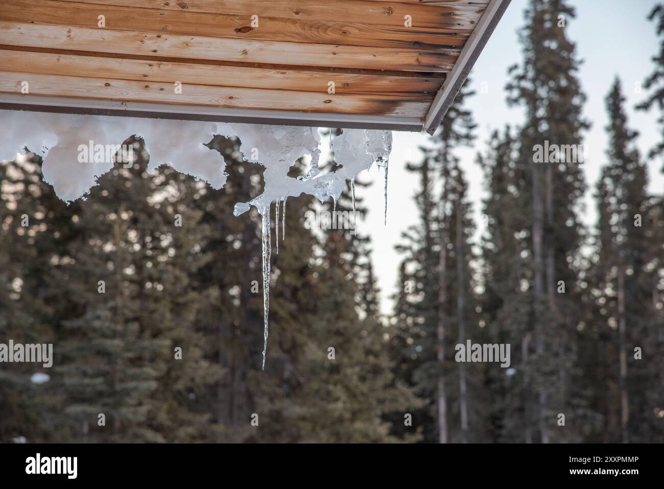 Dangling long icicles seen on the side of a stunning log cabin, home ...