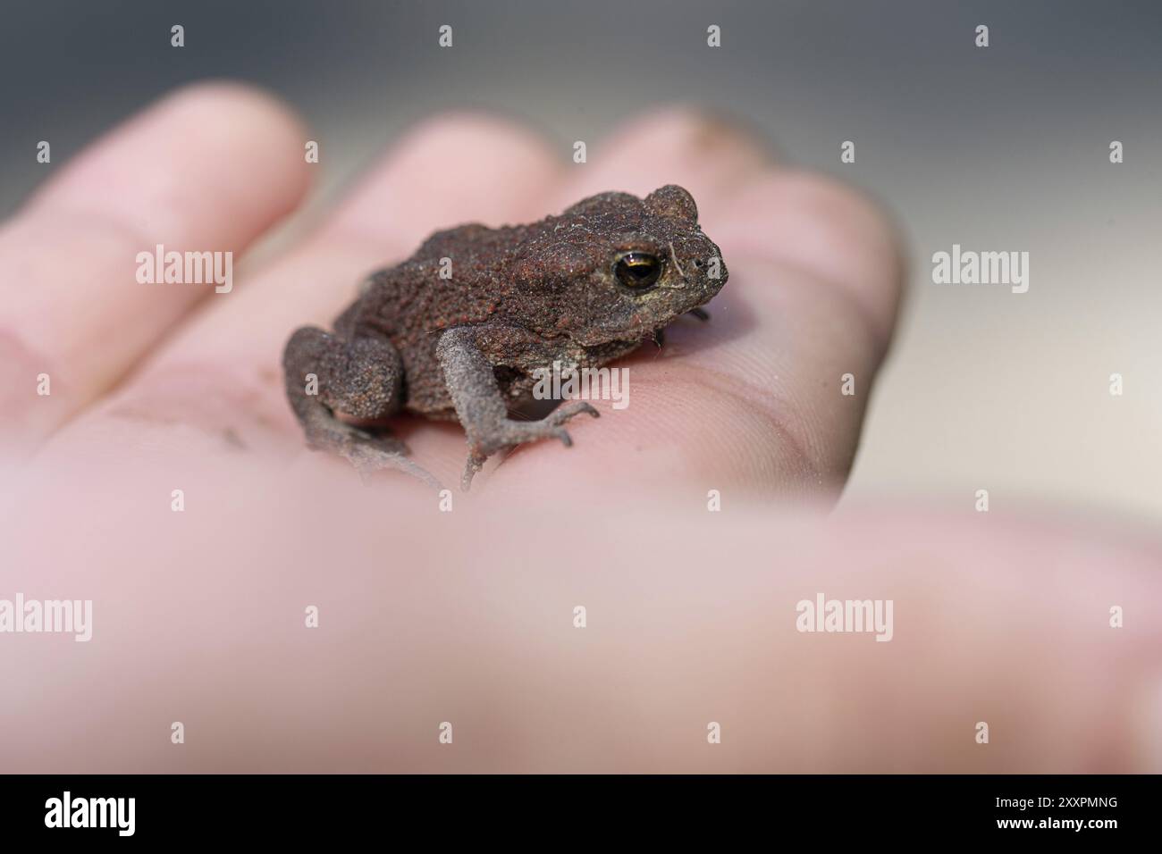 Small brown toad resting in a childs hand Stock Photo - Alamy
