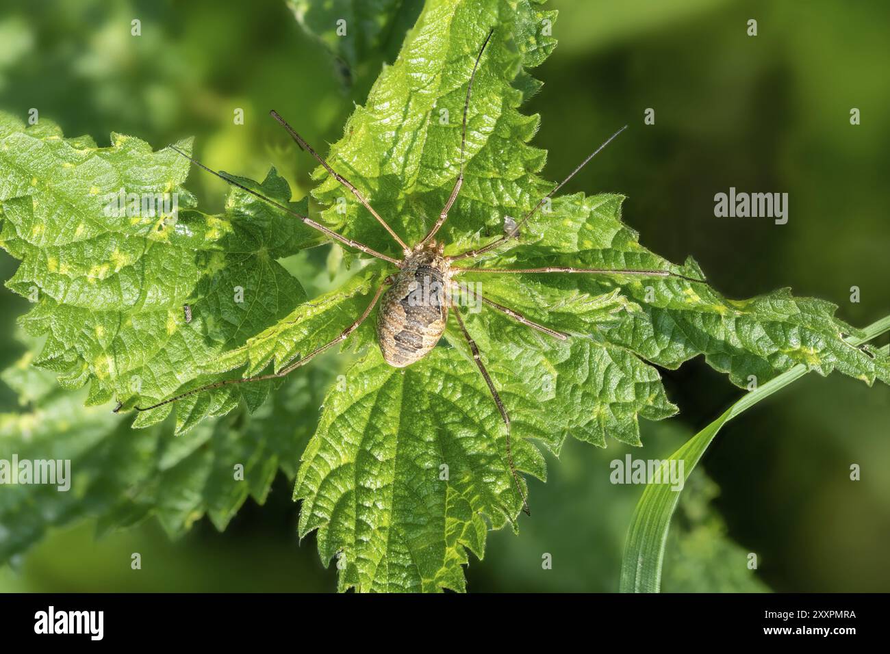 Close-up of a weaver Phalangium opilio sitting on a stinging nettle ...