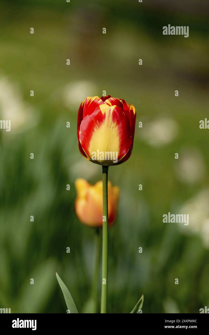 Single tulip against a green background Stock Photo - Alamy