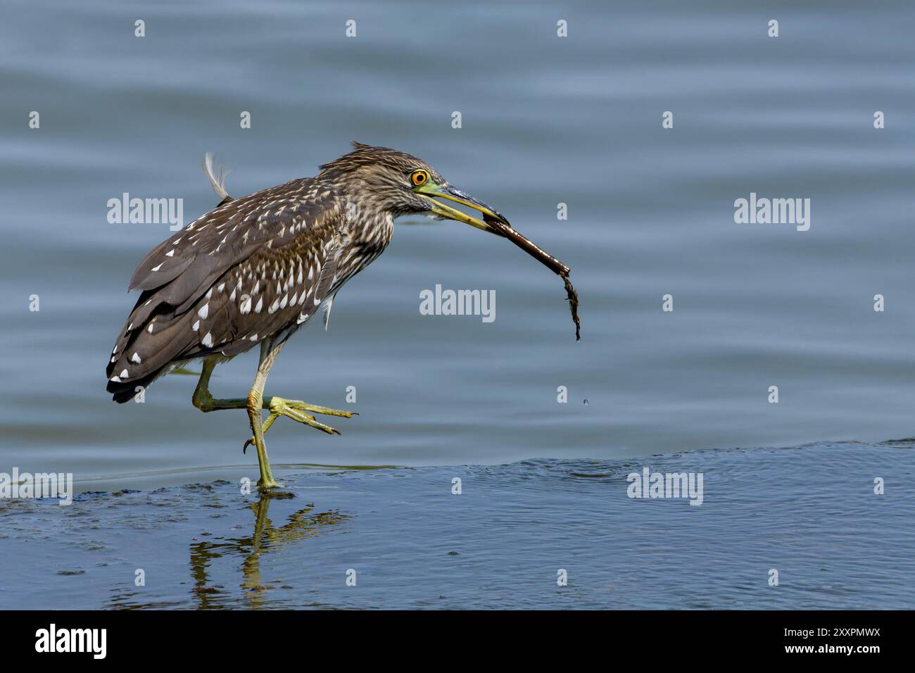 A juvenile black-crowned night-heron Nycticorax nycticorax uses a stick ...