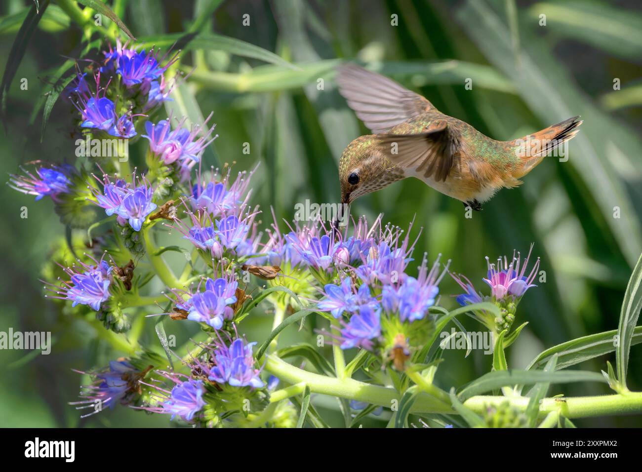 Allen's hummingbird (Trochilidae) in-flight feeding on a Pride of ...