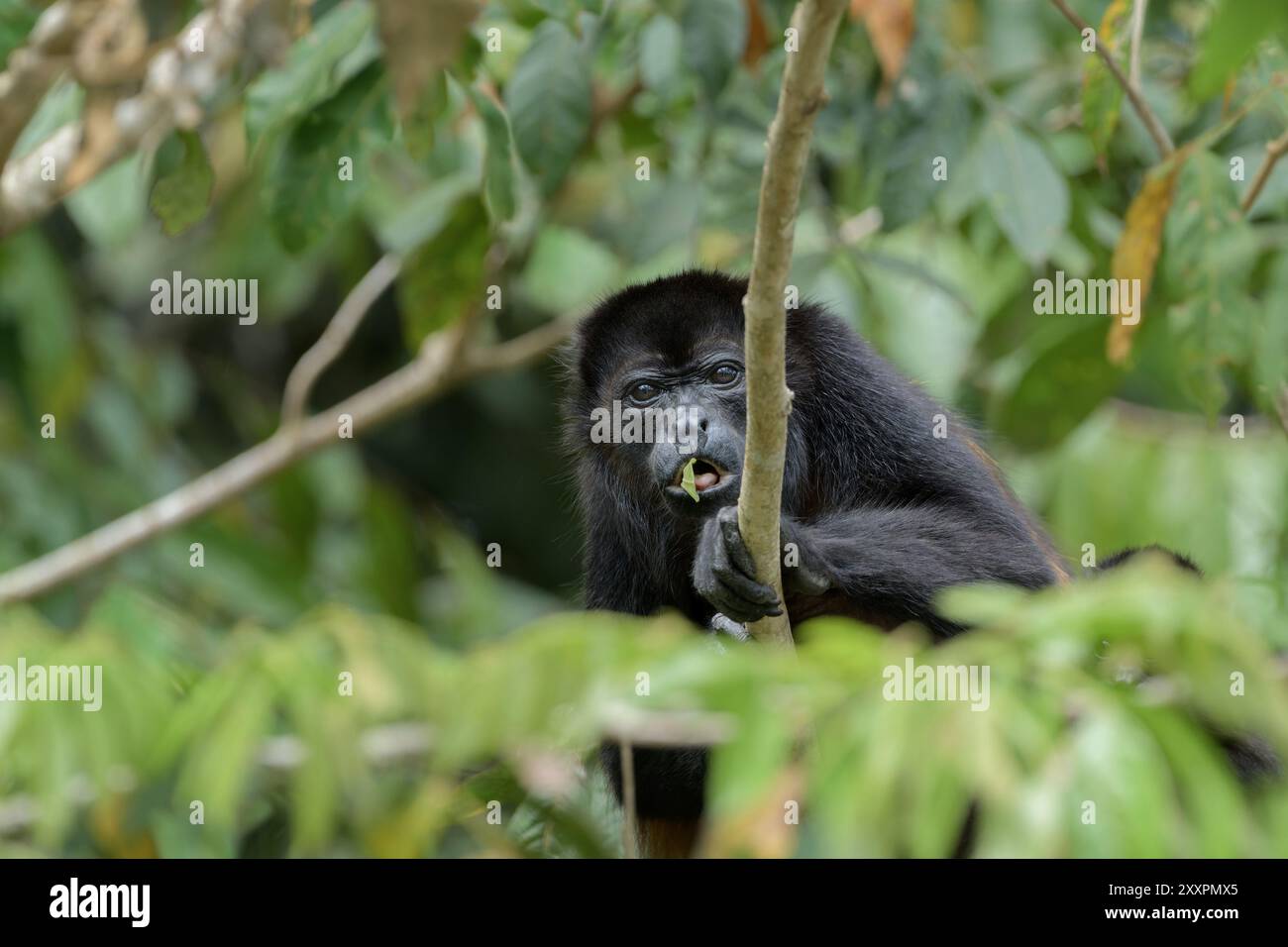 A howler monkey (Alouatta) with a leaf in her mouth forages high in the ...