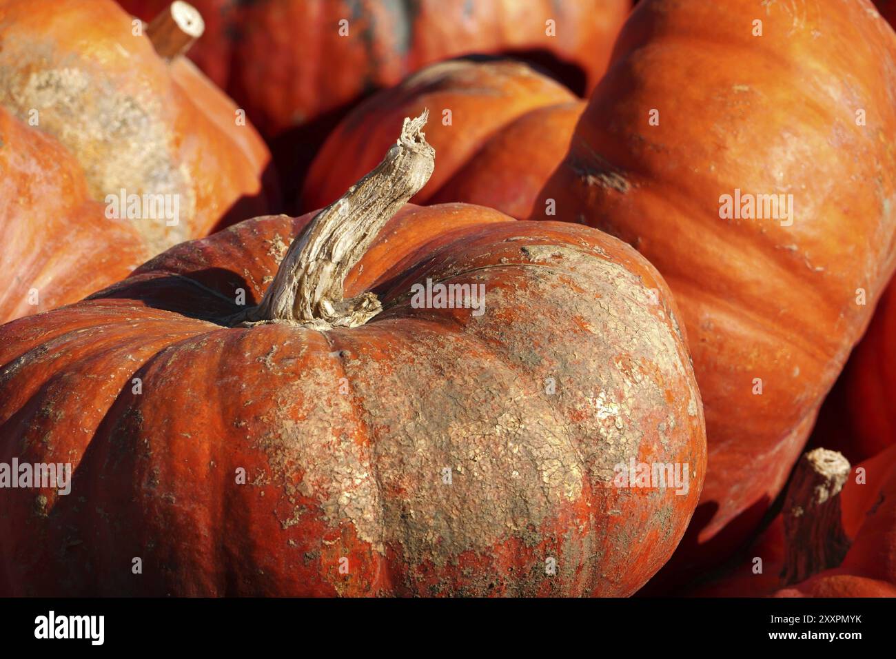 Autumn color, rustic group of natural orange pumpkins Stock Photo - Alamy