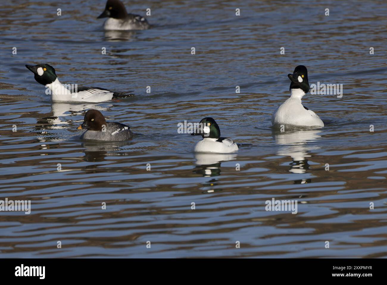 Natural scene from Manitowoc river in Wisconsin Stock Photo - Alamy