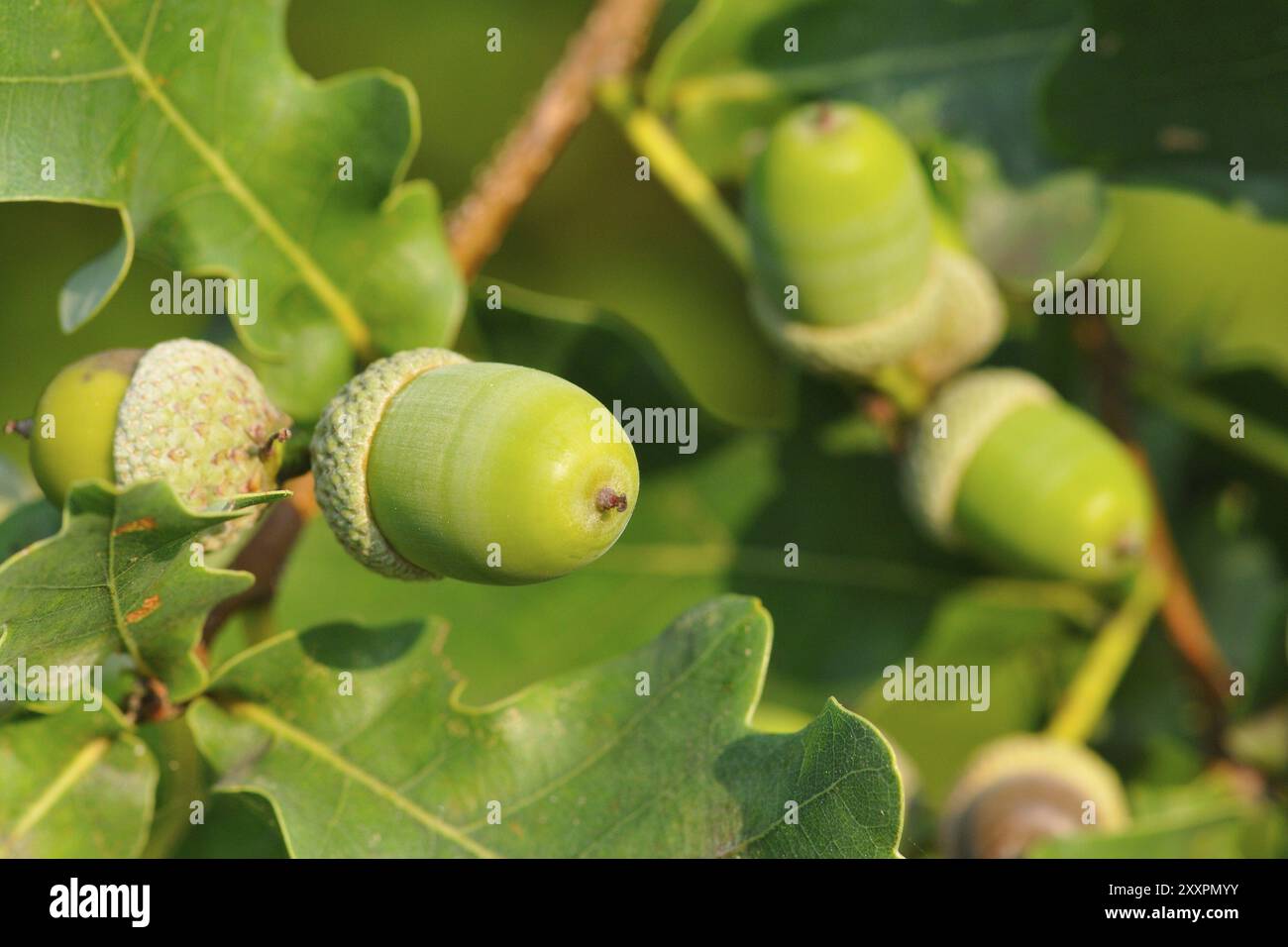Fruits of the English oak, German oak Stock Photo - Alamy