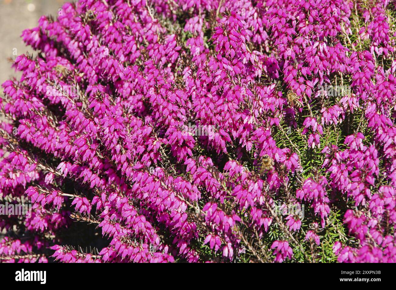 Heather rock garden hi-res stock photography and images - Alamy