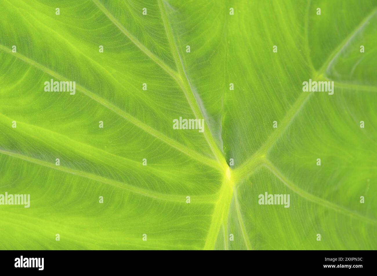Leaf vein, leaf vein 01 Stock Photo - Alamy