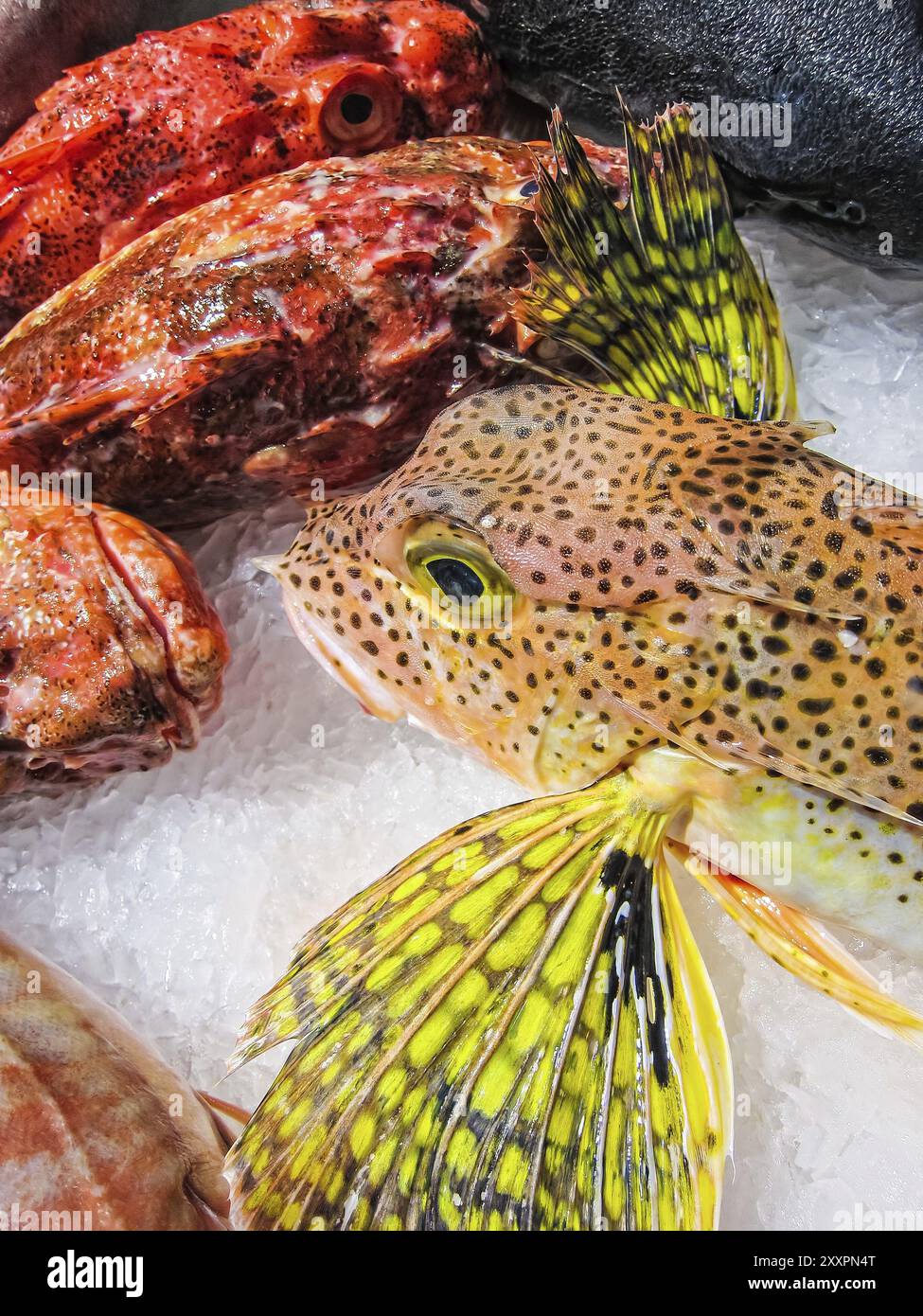 Fresh fish at a fish market Stock Photo - Alamy