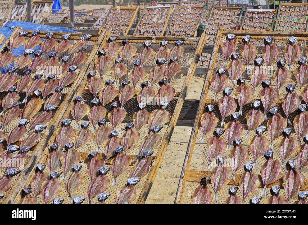 Stockfish, Stockfish 03 Stock Photo - Alamy
