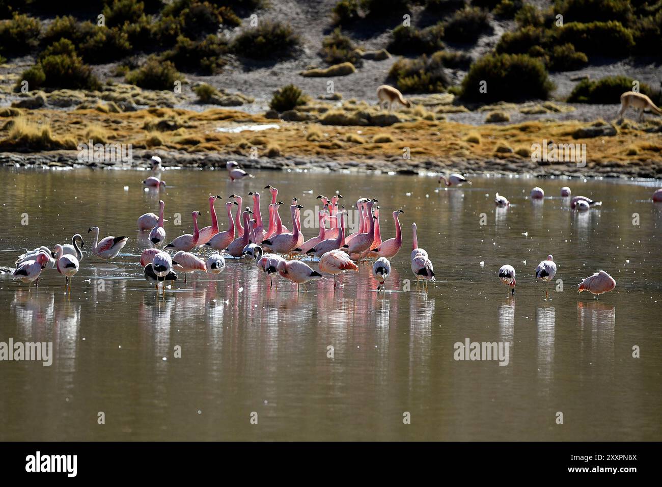 fauna at the Atacama desert Stock Photo - Alamy