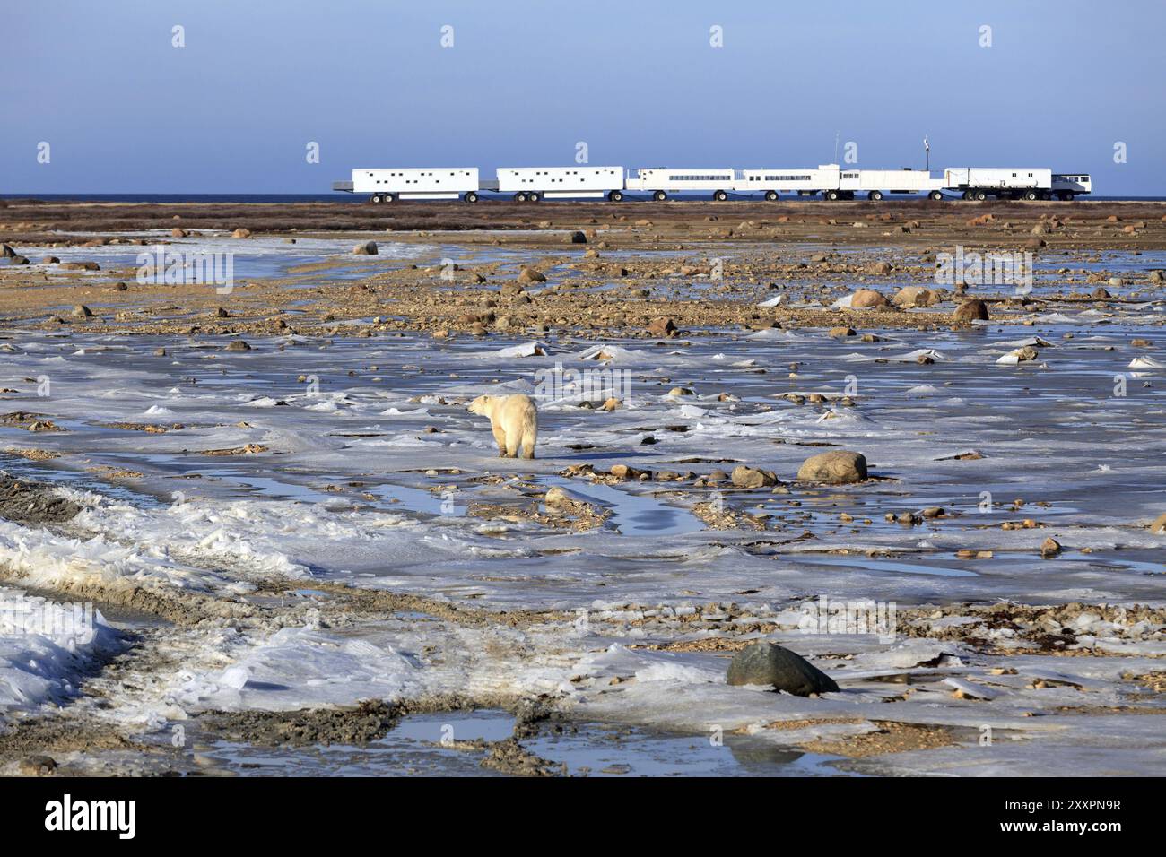 Polar bear and tundra buggy hi-res stock photography and images - Alamy