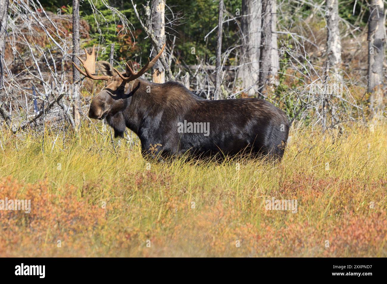Bull moose in the swamp Stock Photo - Alamy
