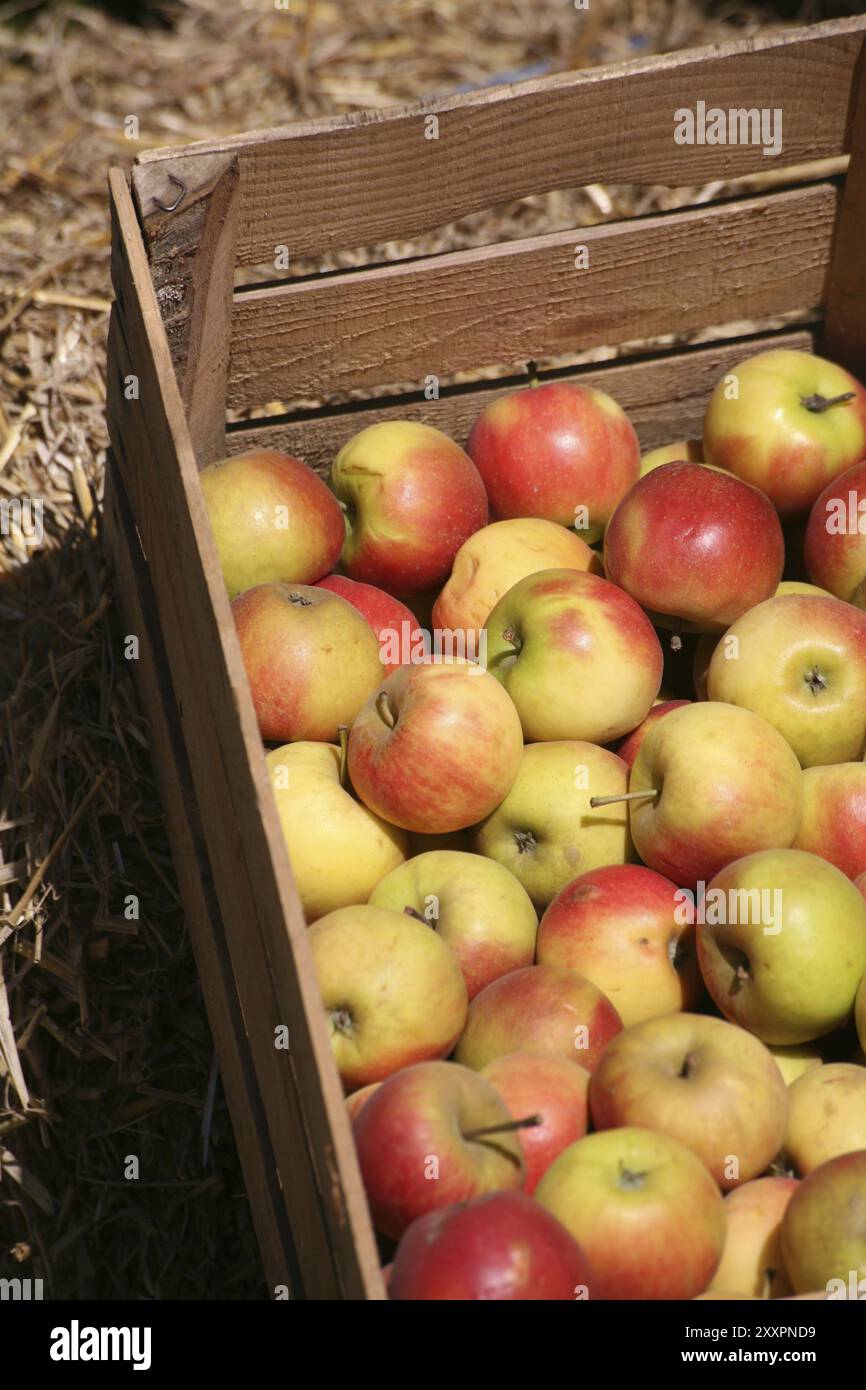 Empty crate straw hi-res stock photography and images - Alamy