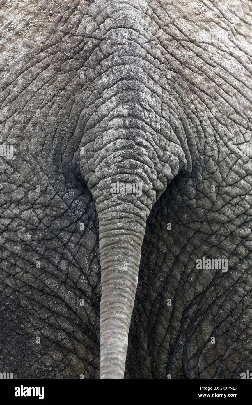Elephant wrinkly hi-res stock photography and images - Alamy