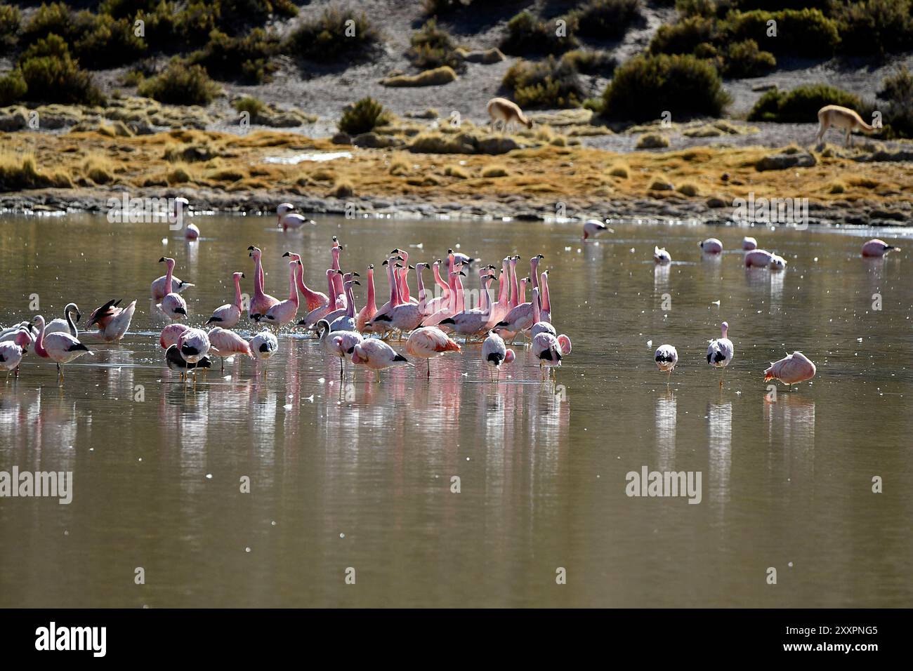 fauna at the Atacama desert Stock Photo - Alamy