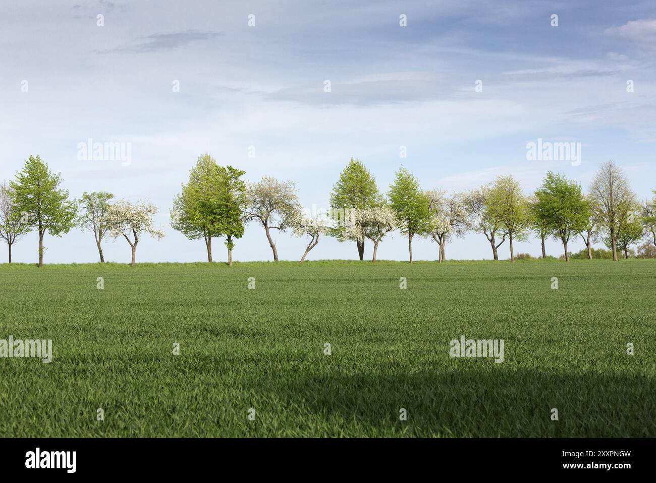 Trees with fresh green in spring, Germany, Europe Stock Photo - Alamy