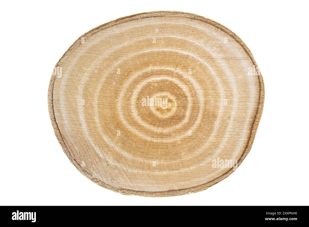 Birch wood, cross-section on white background Stock Photo - Alamy