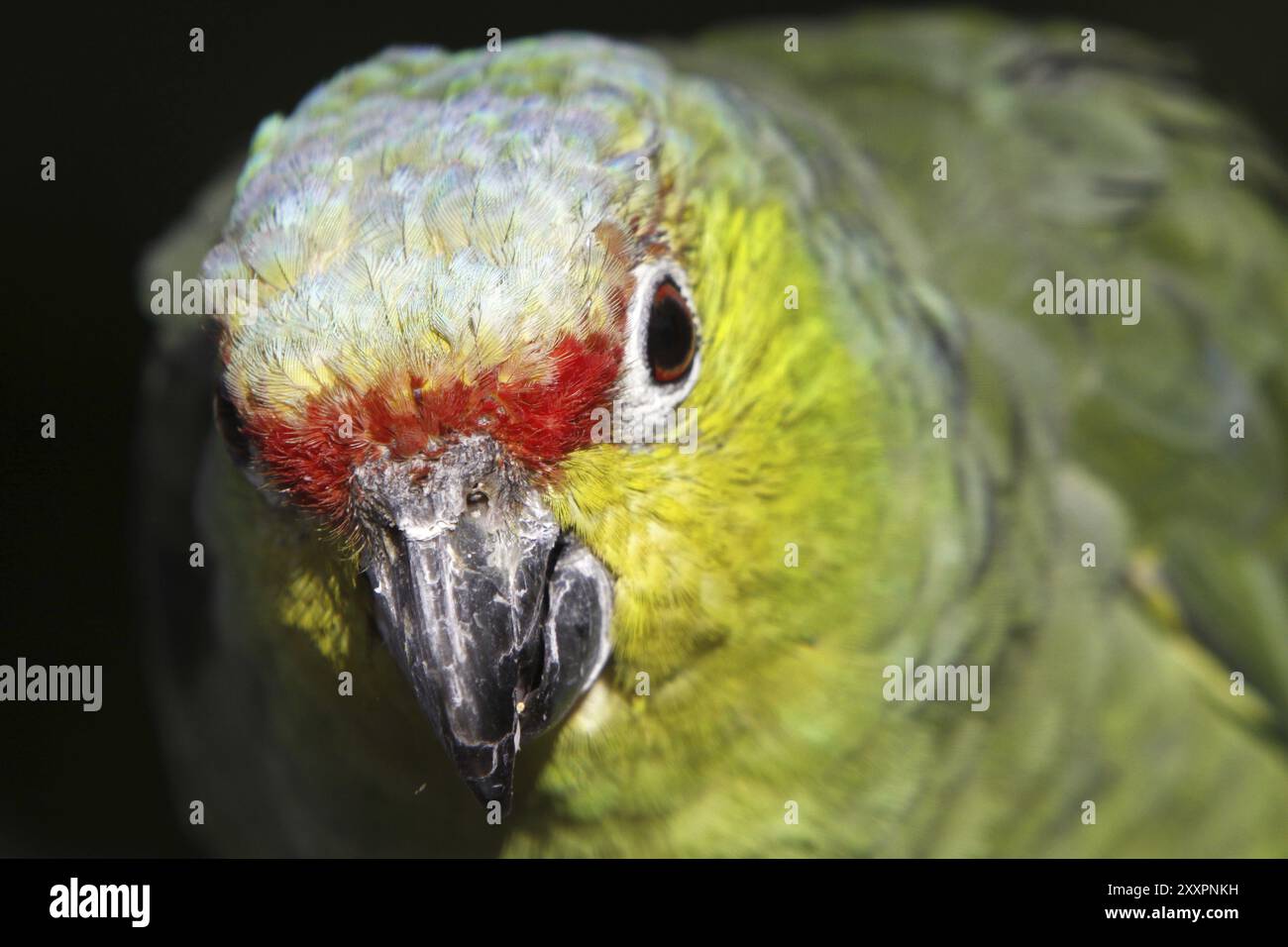 Fauna amazon hi-res stock photography and images - Alamy