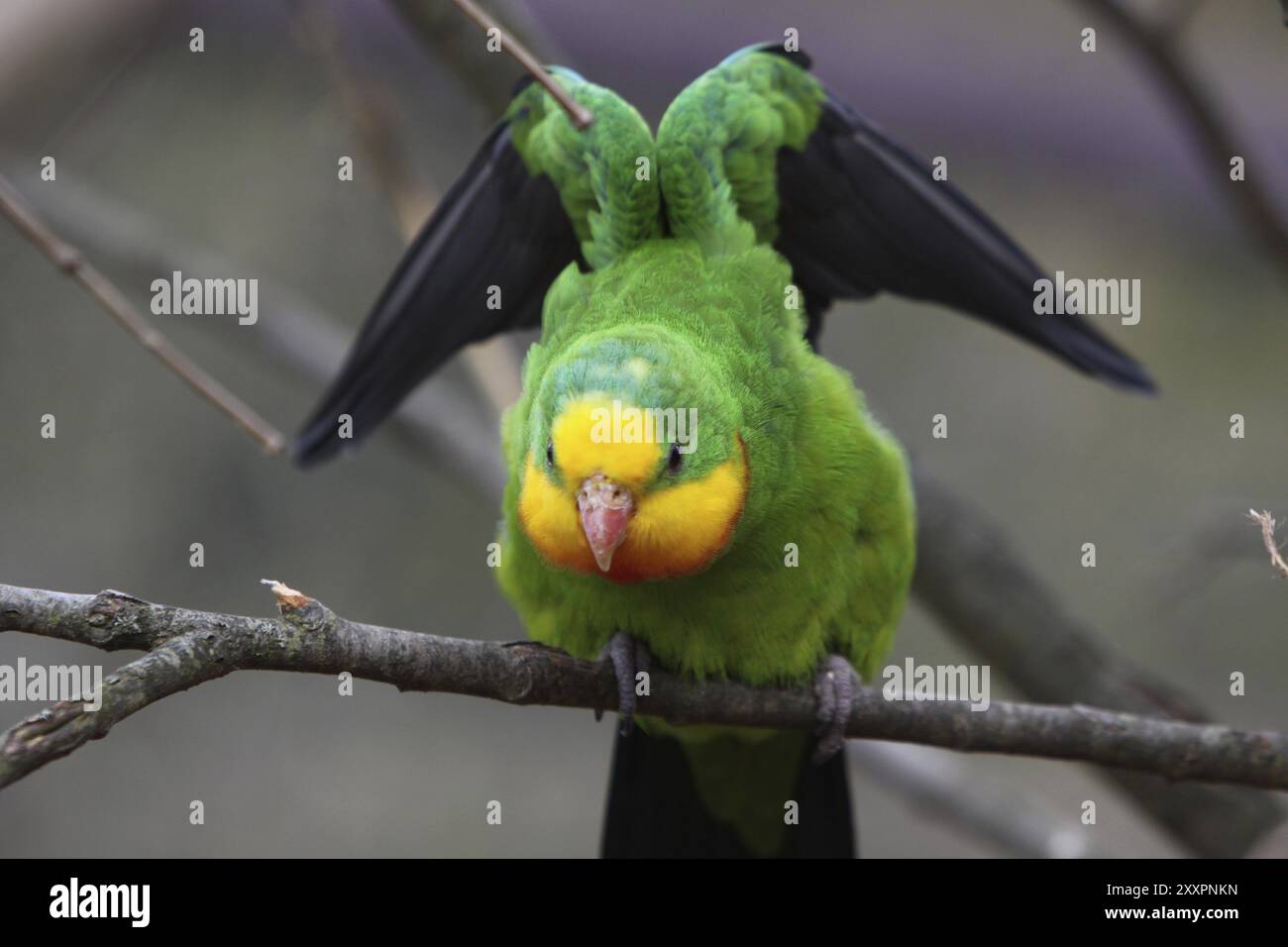 Parakeet polytelis swainsonii hi-res stock photography and images - Alamy